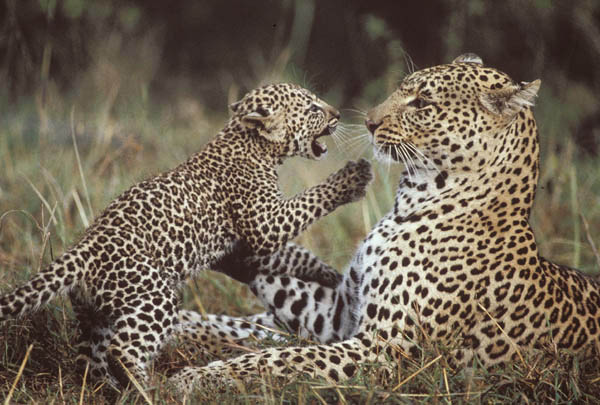 Kofferklau in Nairobe